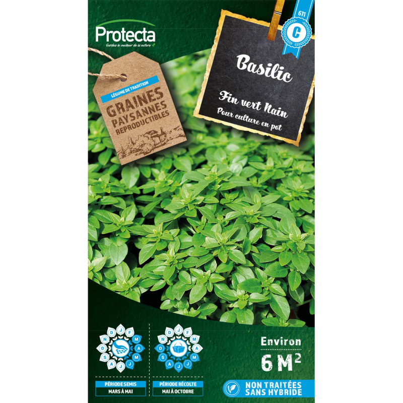 Basilic Fin vert Nain Compact