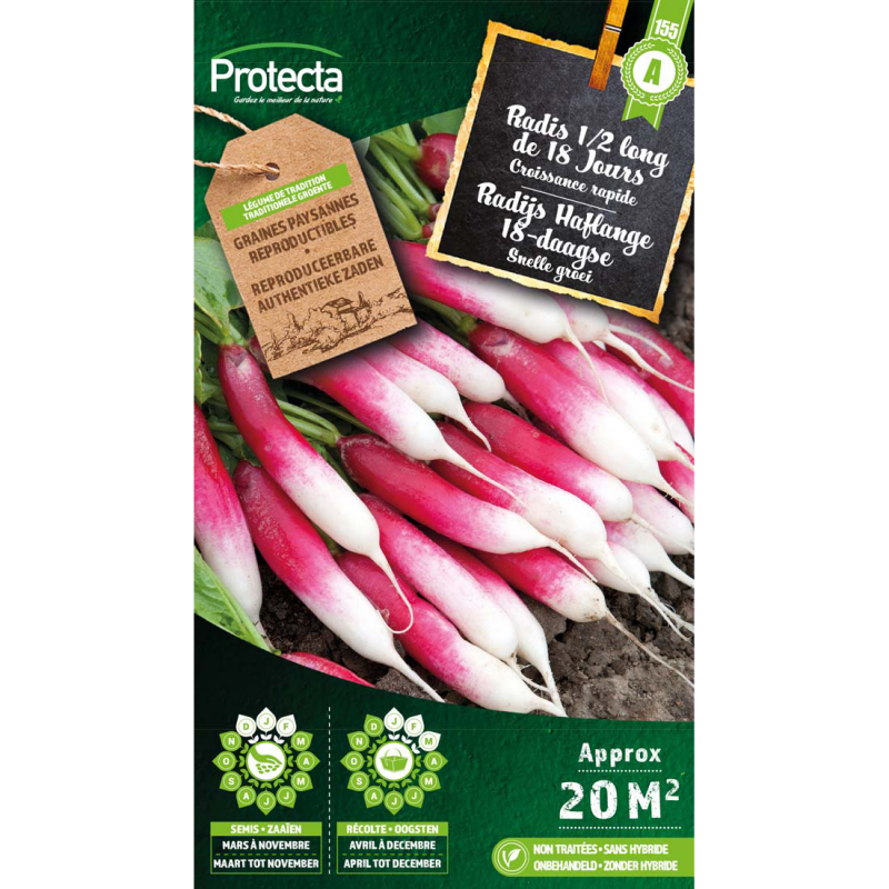 Radis 1/2 long de 18 Jours