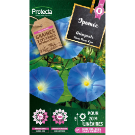 Ipomée volubilis à fleur bleue